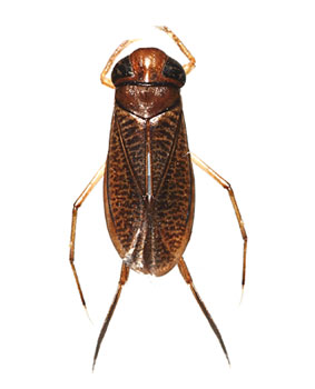 Aquatic Bugs