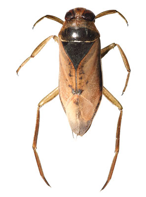 Aquatic Bugs