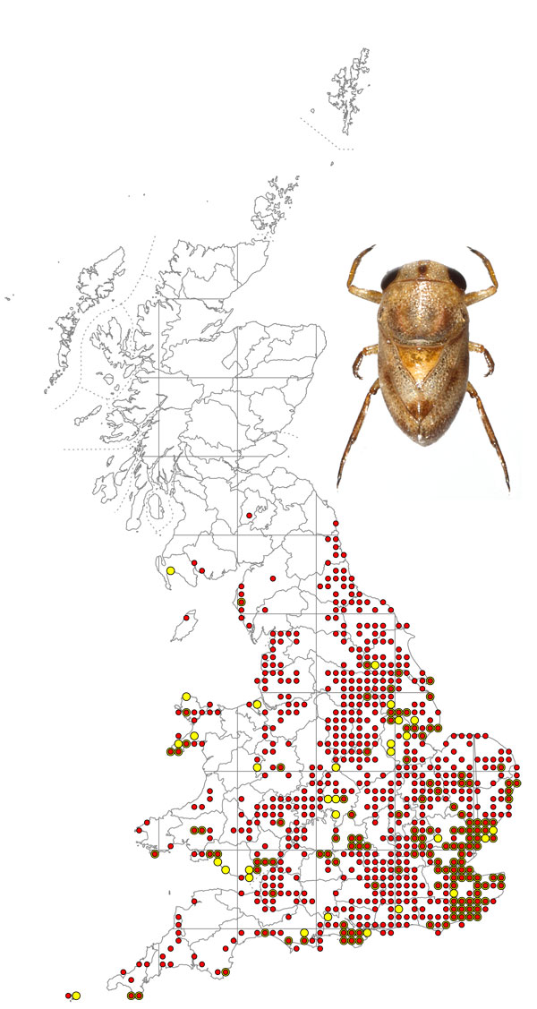 Plea minutissima | Aquatic Bugs