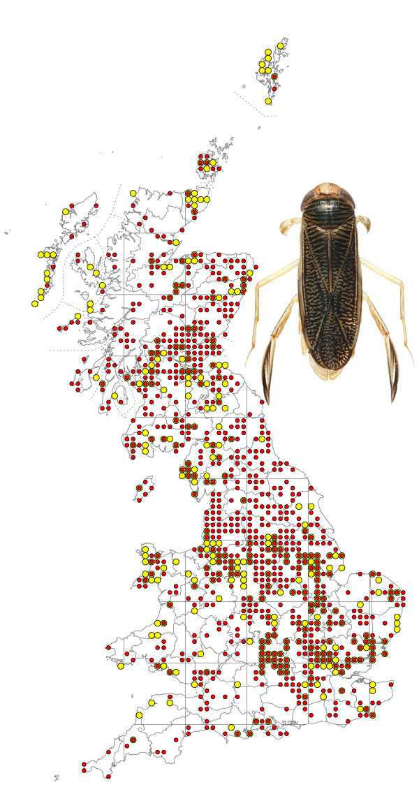 Sigara distincta | Aquatic Bugs