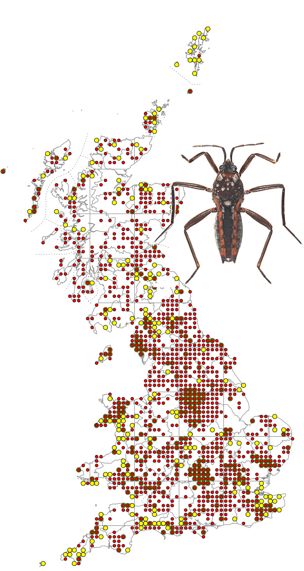 Velia caprai | Aquatic Bugs