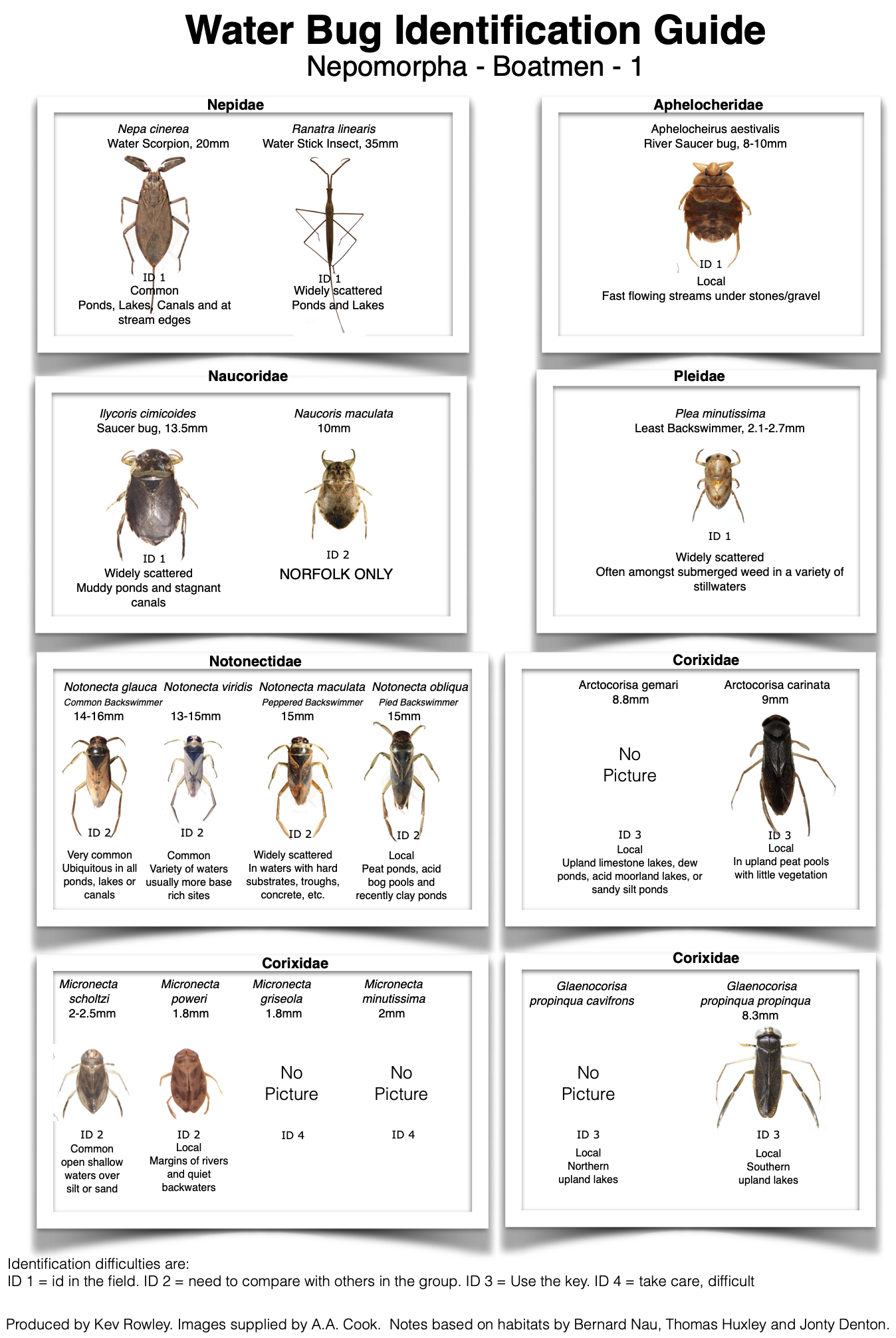 Water Bug id Guide | Aquatic Bugs