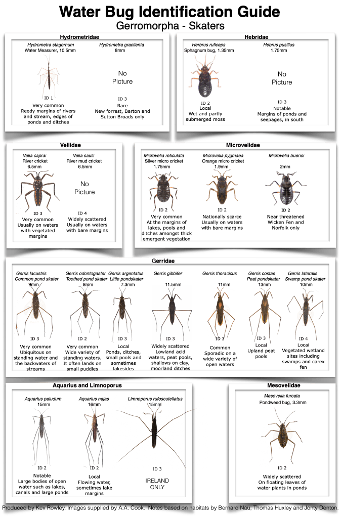 Water Bug id Guide | Aquatic Bugs