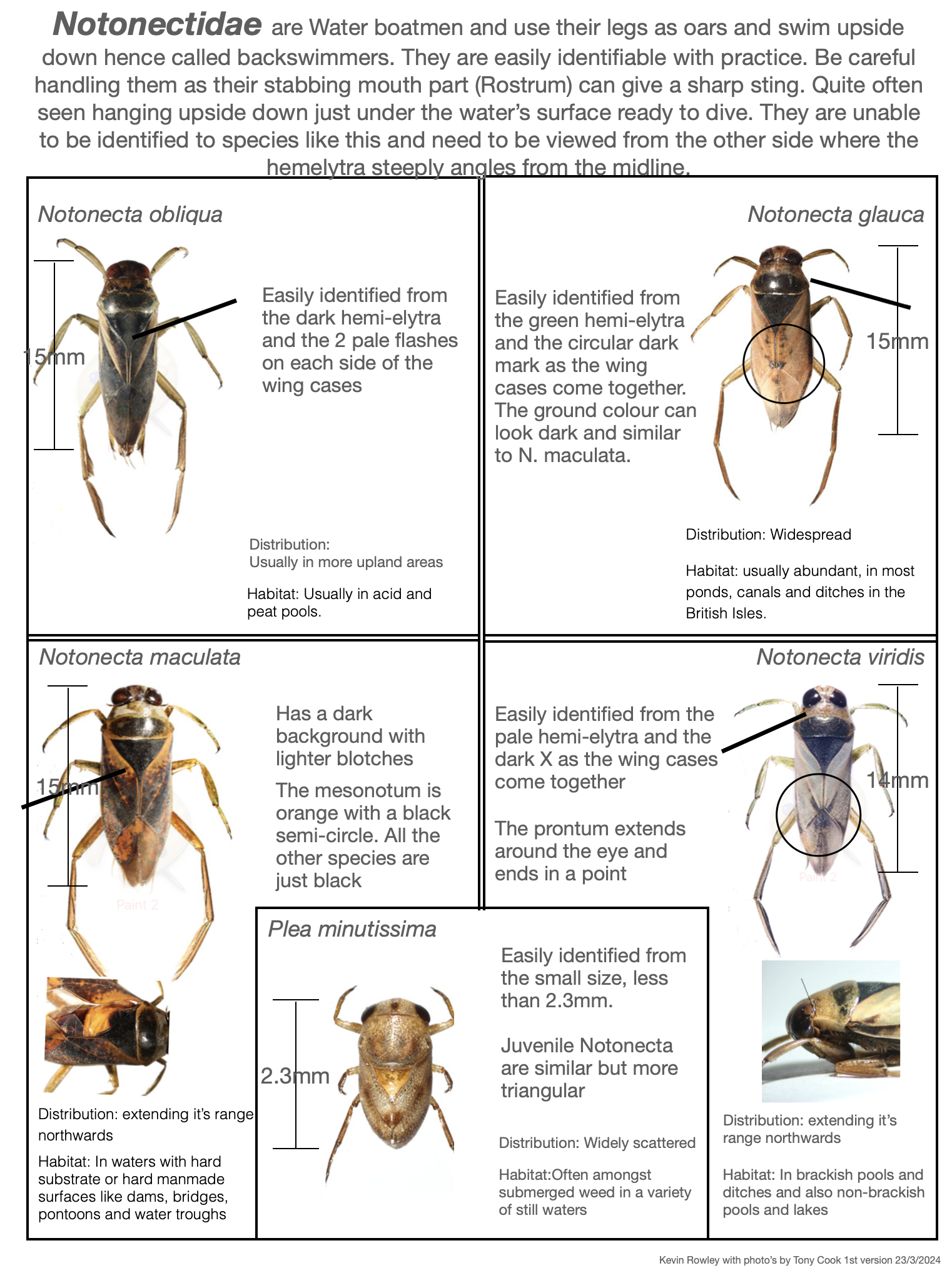 Notonectidae | Aquatic Bugs