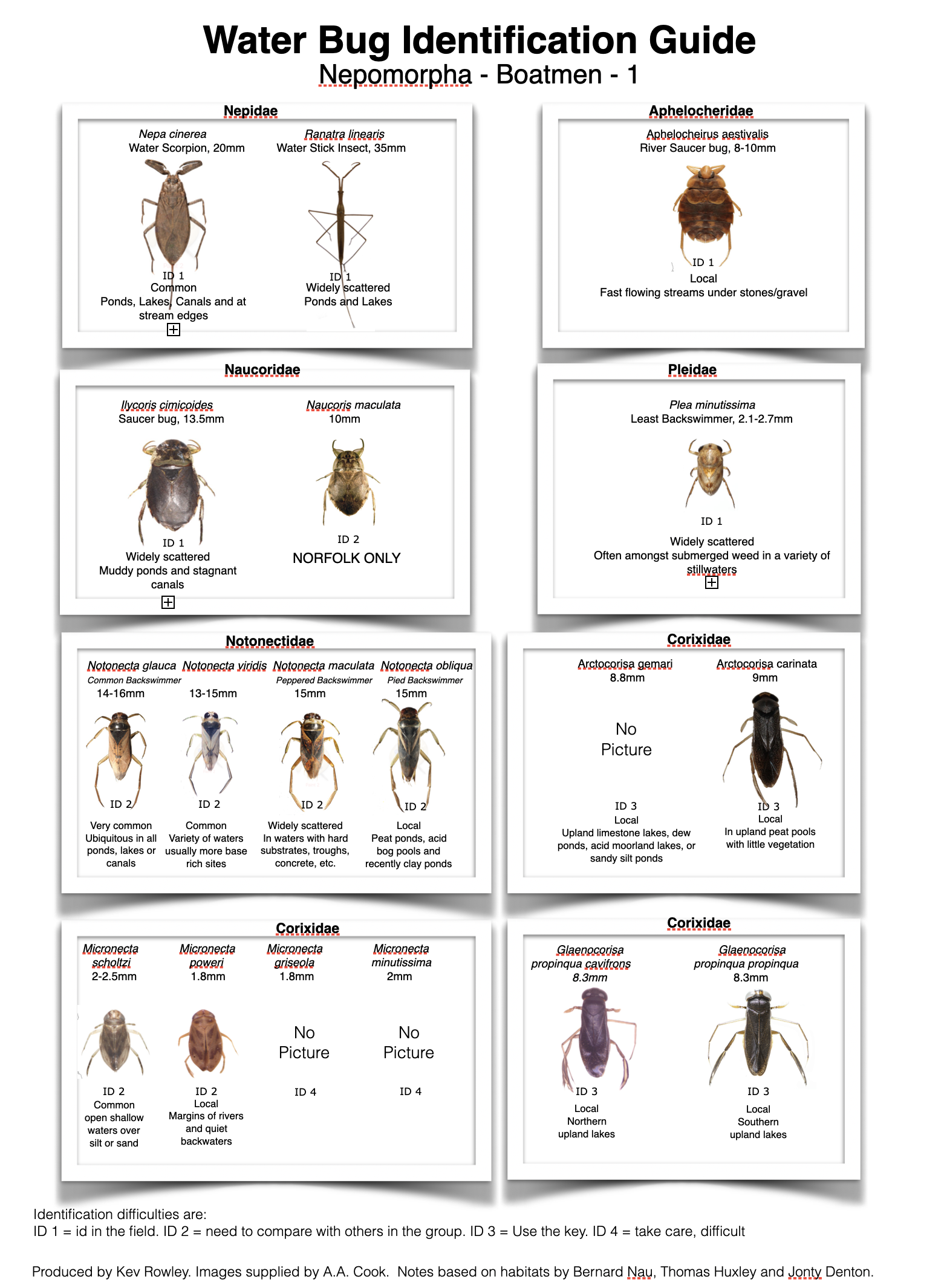 Water Bug id Guide | Aquatic Bugs