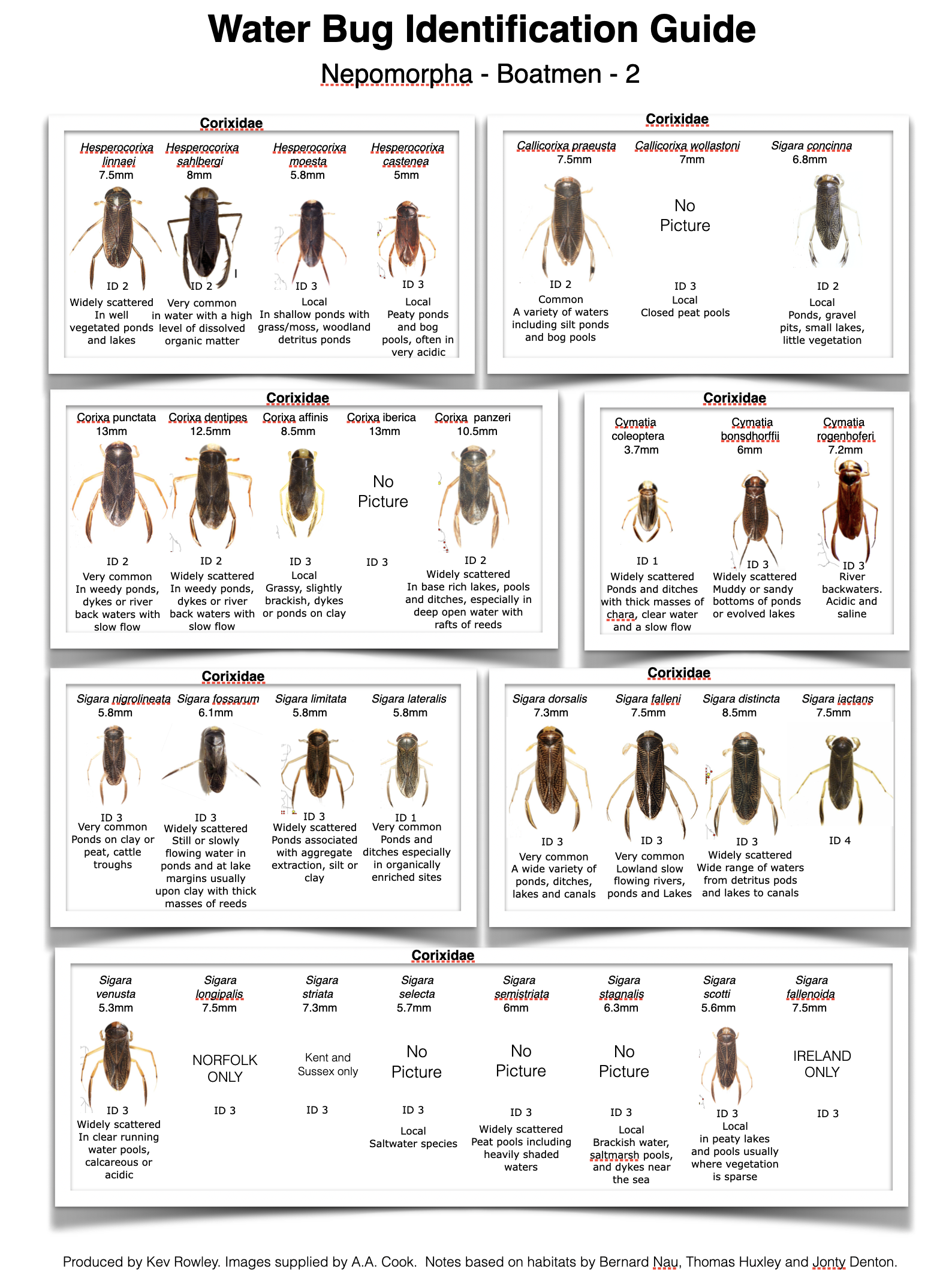 Water Bug id Guide | Aquatic Bugs